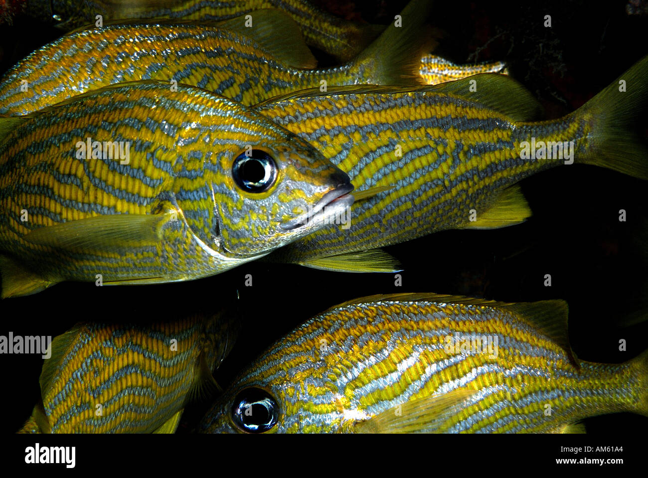 School of french grunt fishes, Atlantic Ocean, off Florida Stock Photo ...