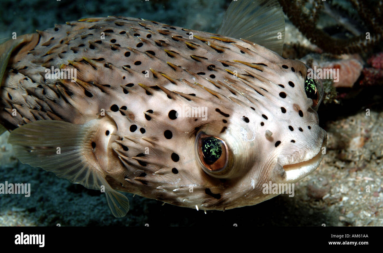 Balloon fish, Atlantic Ocean, off Florida Stock Photo - Alamy