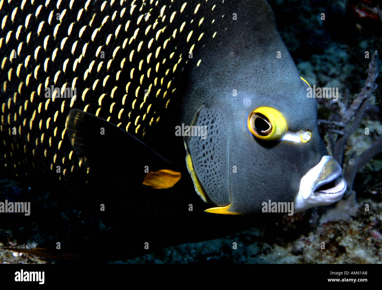 French angelfish, Atlantic Ocean, off Florida Stock Photo - Alamy