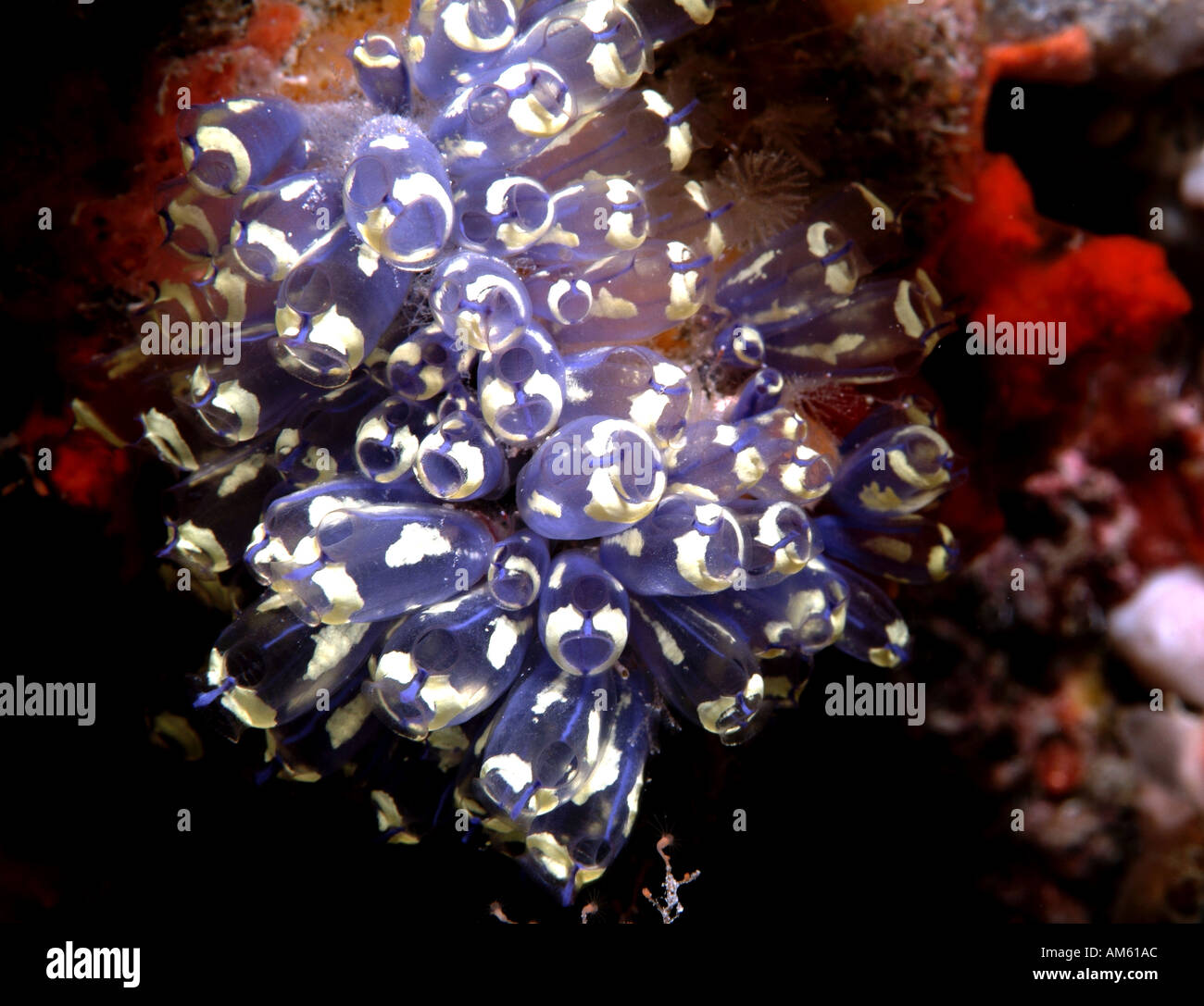 Tunicate bulb hi-res stock photography and images - Alamy