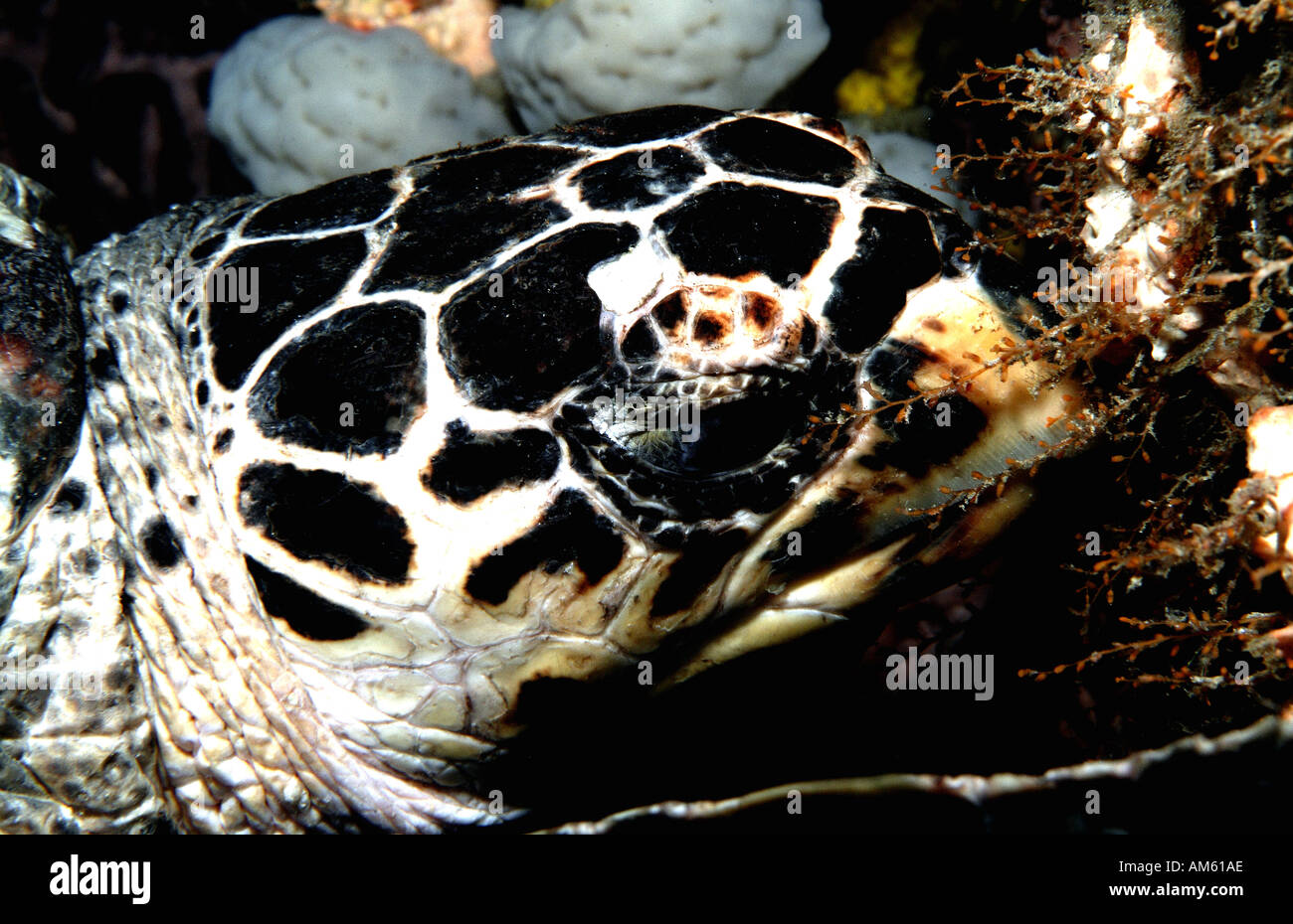 Hawksbill sea turtle, Atlantic Ocean, off Florida Stock Photo - Alamy
