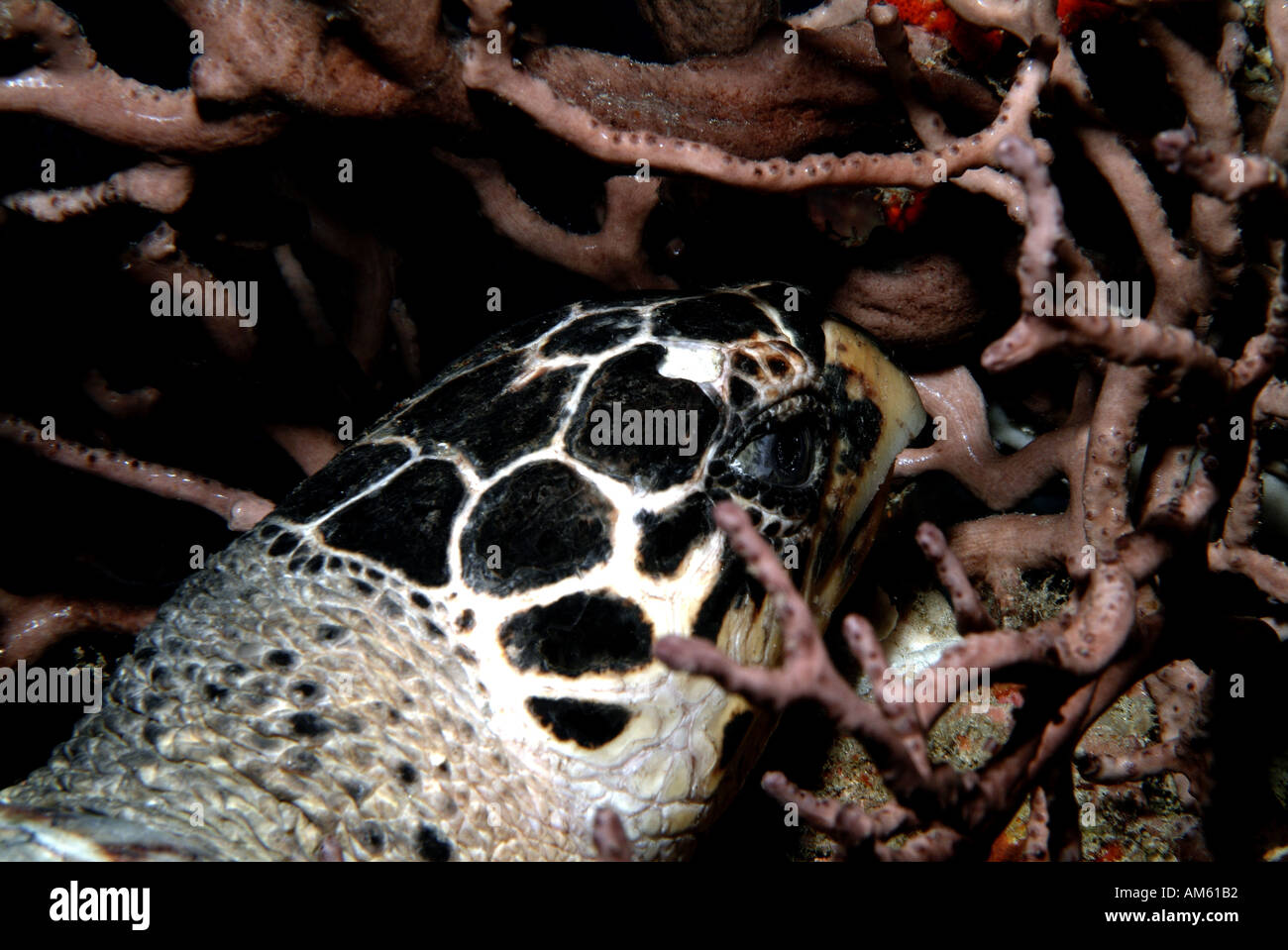 Hawksbill sea turtle, Atlantic Ocean, off Florida Stock Photo - Alamy