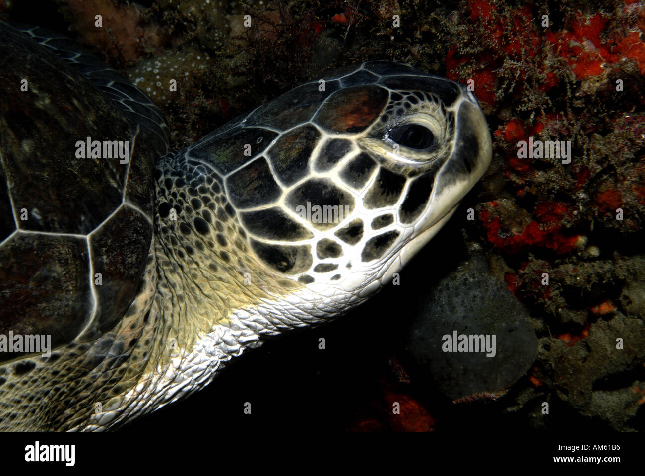 Leatherback turtle eating hi-res stock photography and images - Alamy