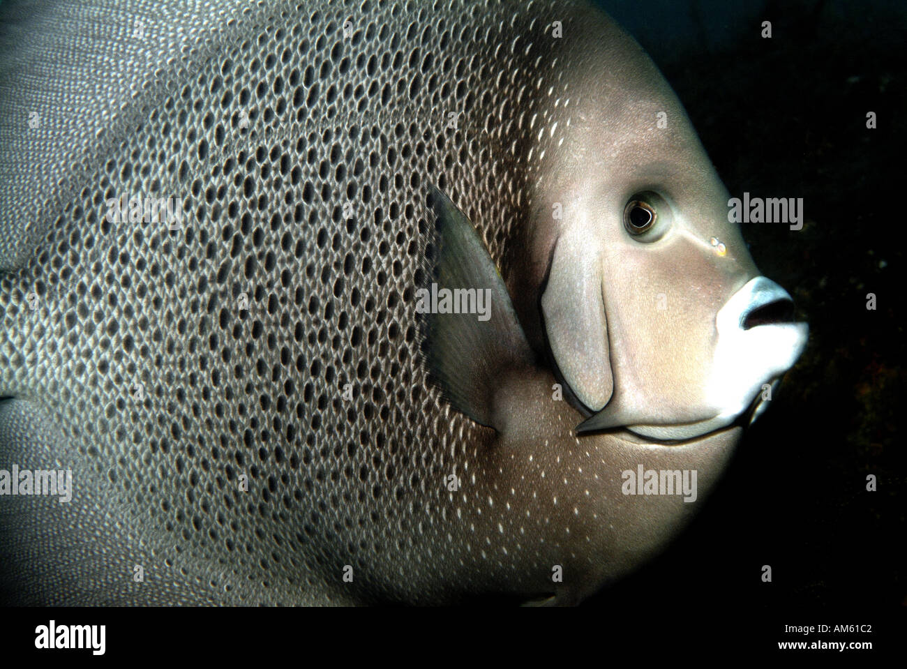 Gray angel fish, Atlantic Ocean, off Florida Stock Photo - Alamy