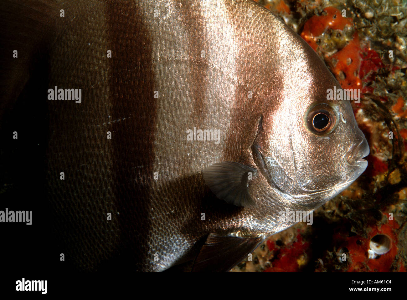 Atlantic spade fish hi-res stock photography and images - Alamy