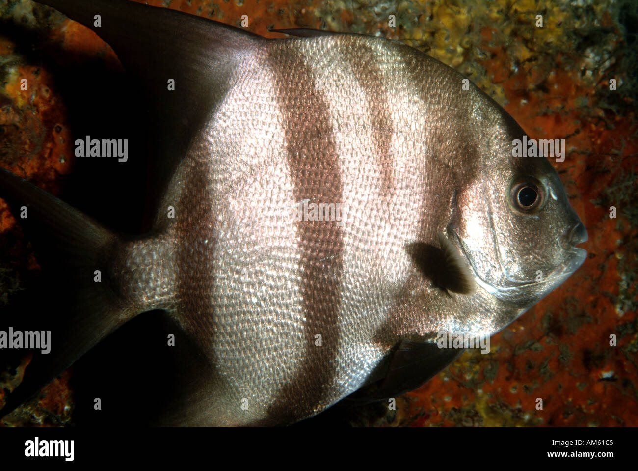 Atlantic spade fish, Atlantic Ocean, off Florida Stock Photo - Alamy