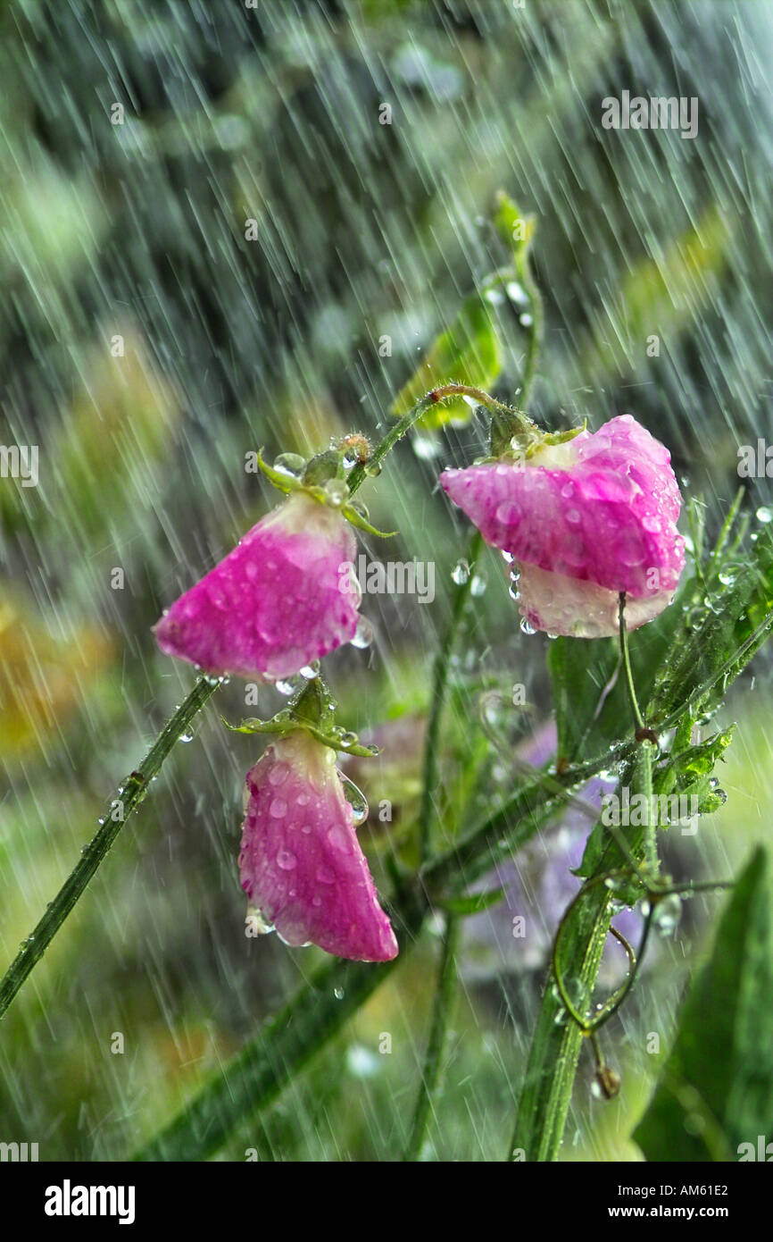 Water sweet pea hi-res stock photography and images - Alamy