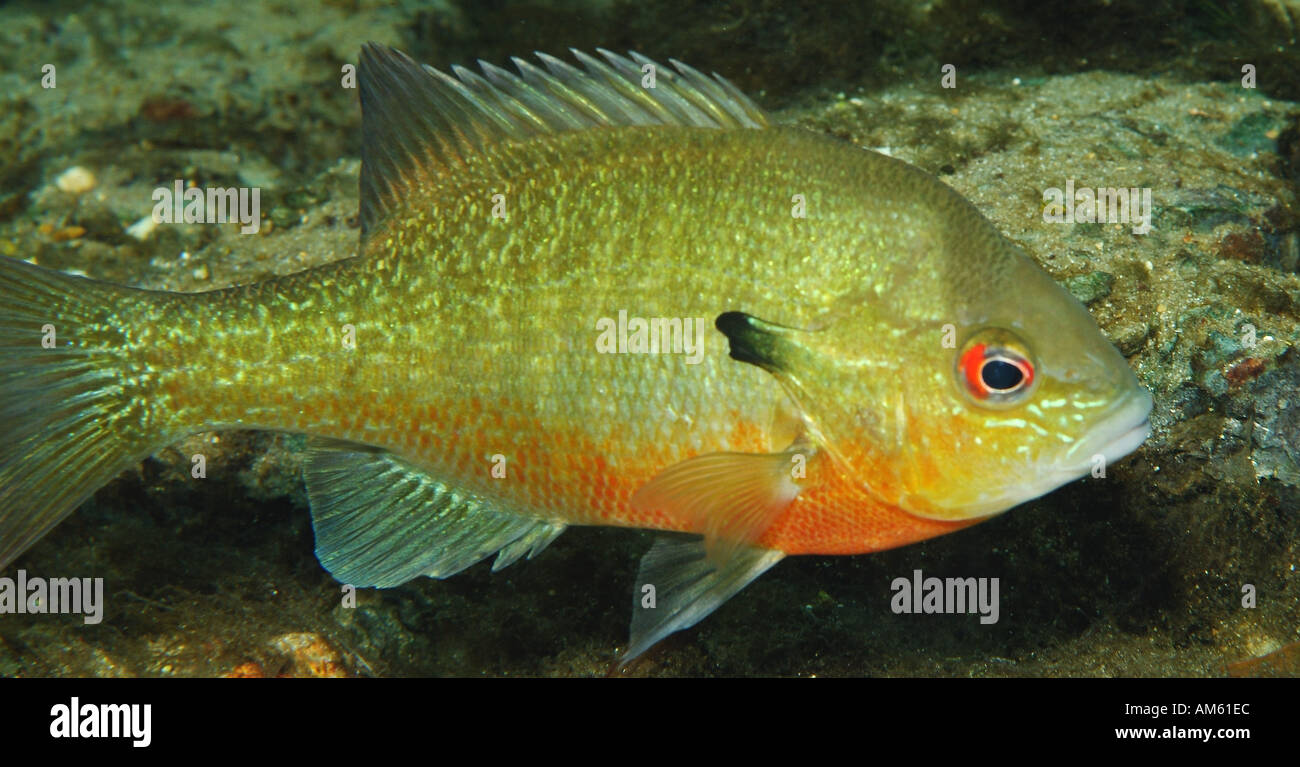 Perch swimming in the rainbow river, Florida Stock Photo - Alamy