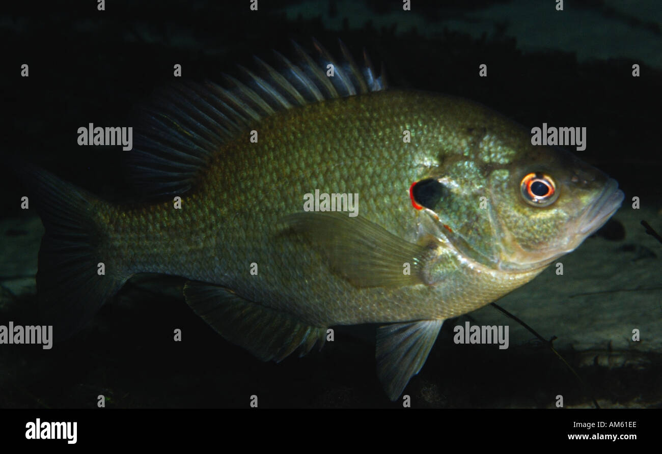 Perch swimming in the rainbow river, Florida Stock Photo - Alamy