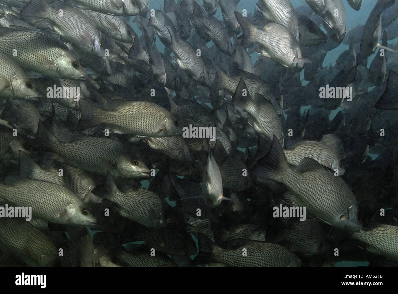 Gray snapper hi-res stock photography and images - Alamy