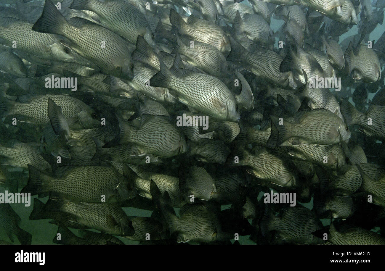 School of gray snapper fish, Atlantic Ocean, off Florida Stock Photo ...