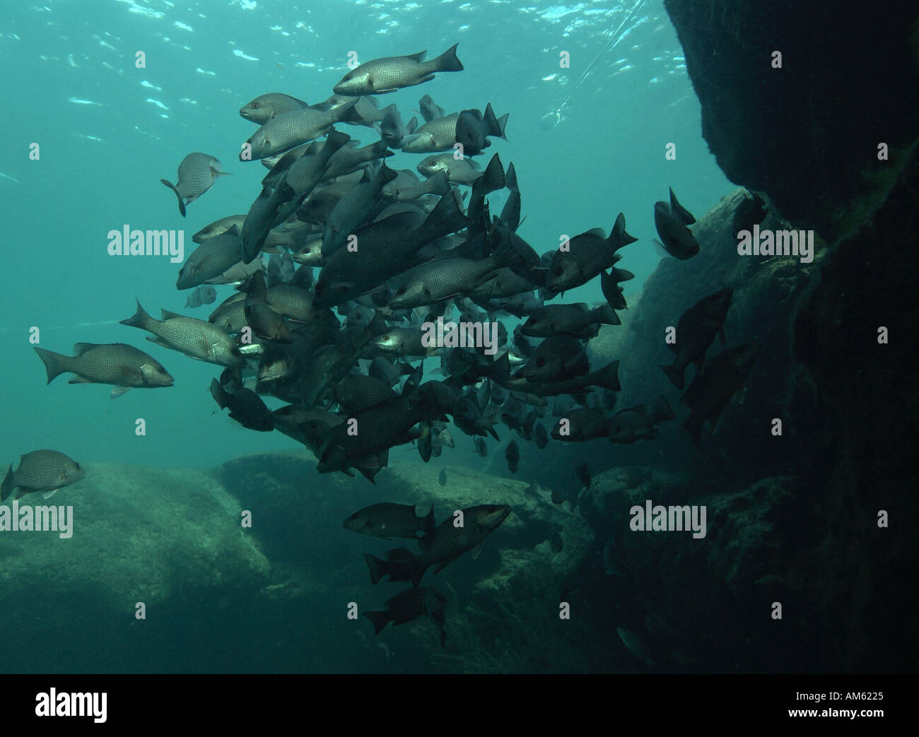 Gray snapper hi-res stock photography and images - Alamy