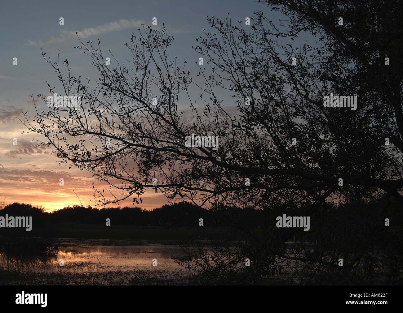 Florida crystal river salt river hi-res stock photography and images ...