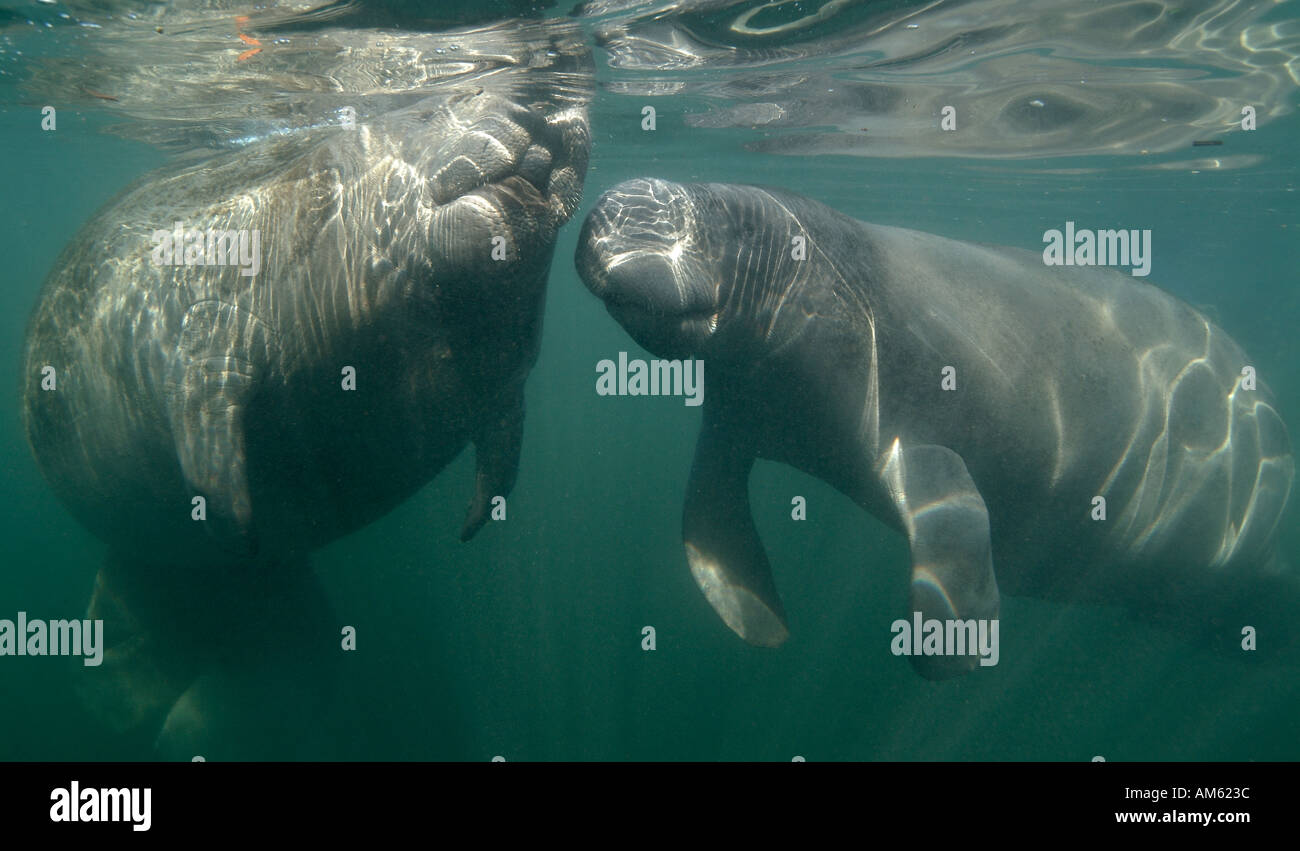 Two florida manatees trichechus manatus latirostris hi-res stock ...