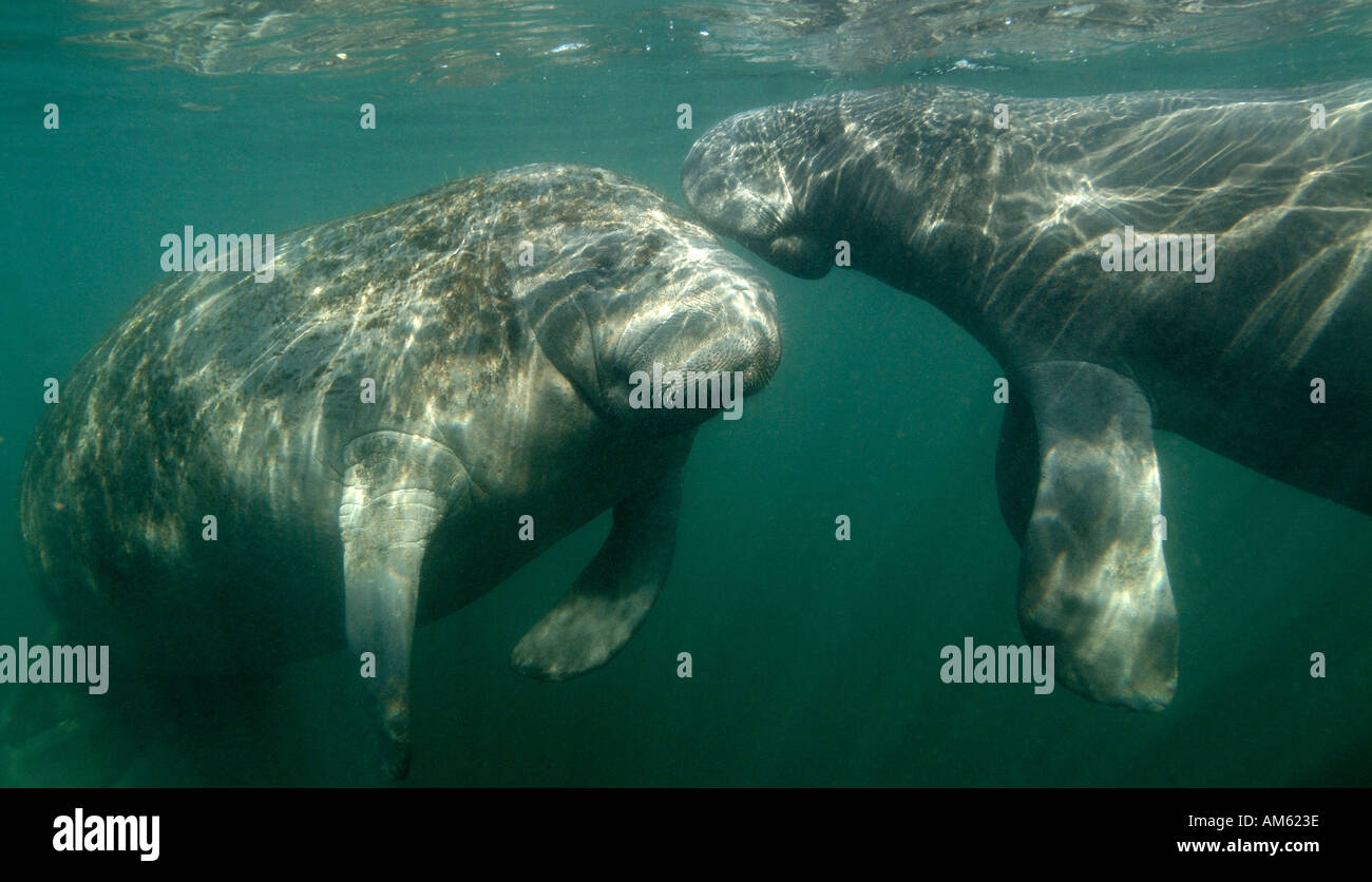 Two florida manatees trichechus manatus latirostris hi-res stock ...
