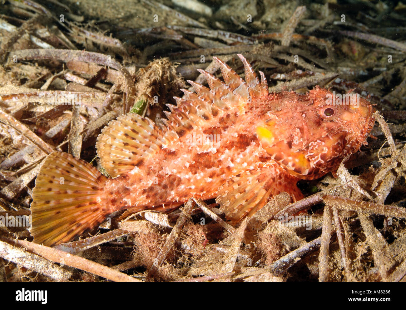 European scorpionfish hi-res stock photography and images - Alamy