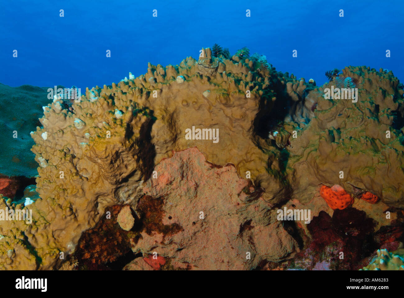 Coral head in the Gulf of Mexico, off Texas Stock Photo - Alamy