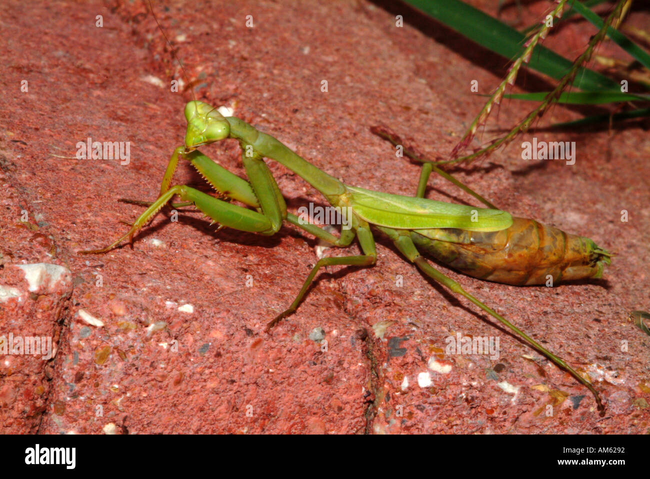 Praying mantis on a rock in Texas Stock Photo - Alamy