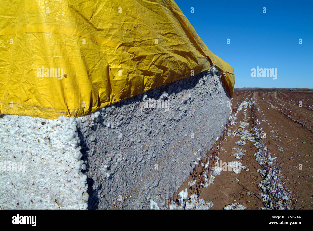 Harvest cotton texas hi-res stock photography and images - Alamy