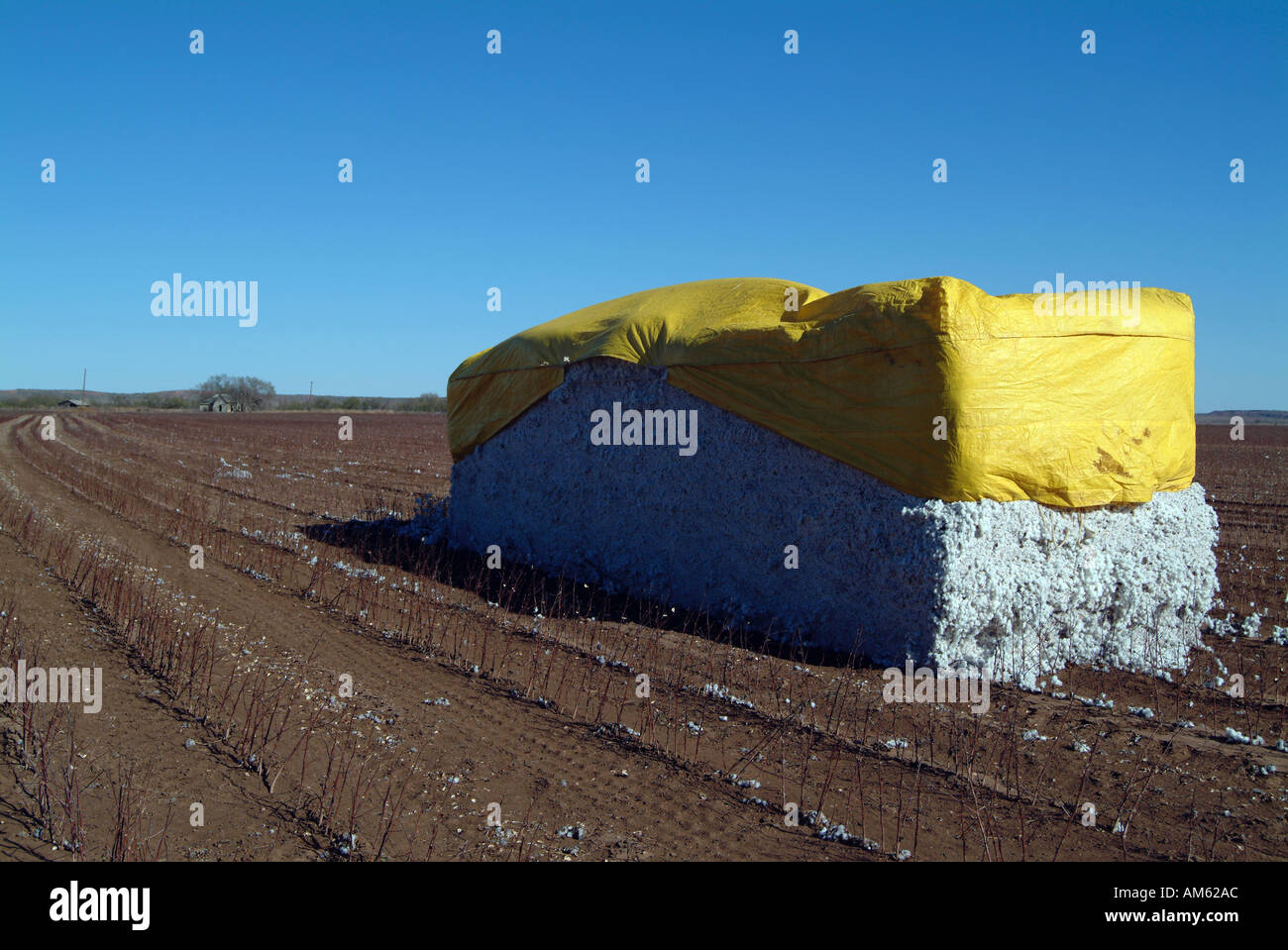 Harvest cotton texas hi-res stock photography and images - Alamy