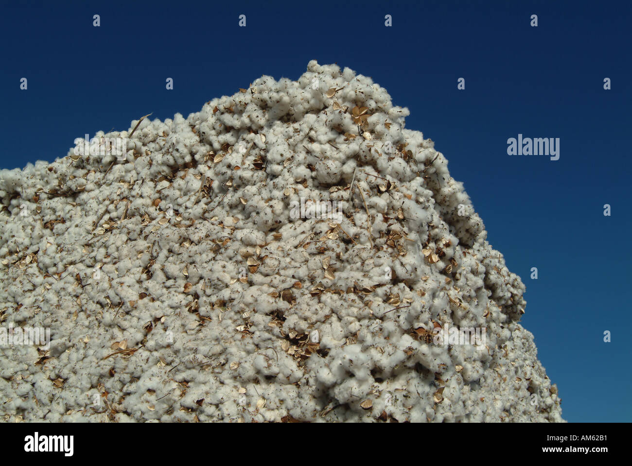 Harvest cotton texas hi-res stock photography and images - Alamy