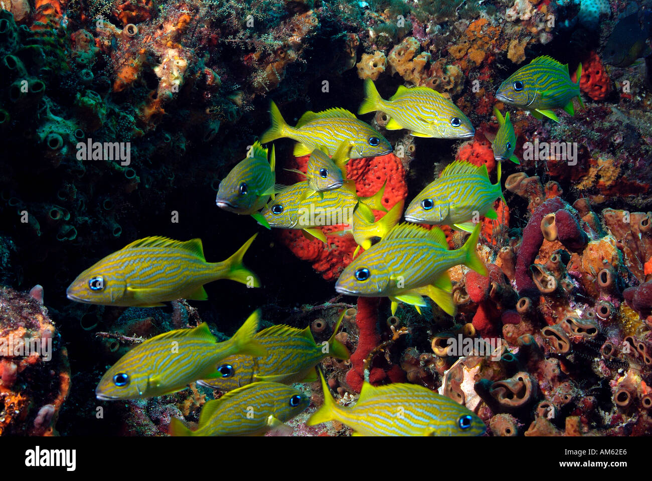 School of french grunts, Atlantic Ocean, off Florida Stock Photo - Alamy