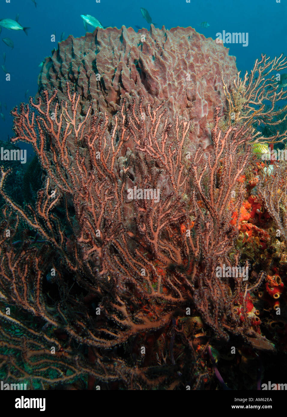 Giant barrel sponge, Atlantic Ocean, off Florida Stock Photo - Alamy