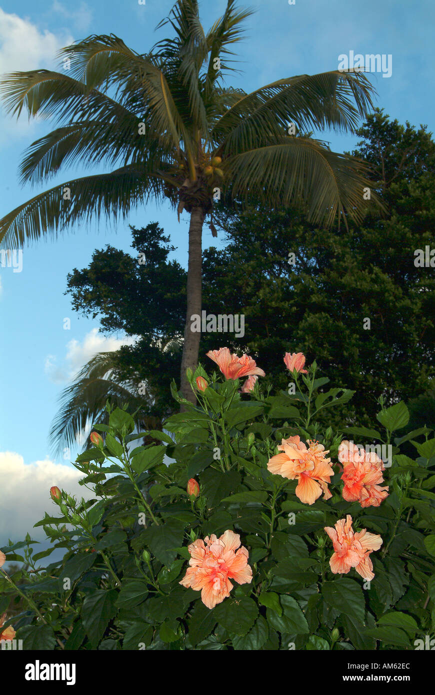 Hibiscus flowers palm trees hi-res stock photography and images - Alamy