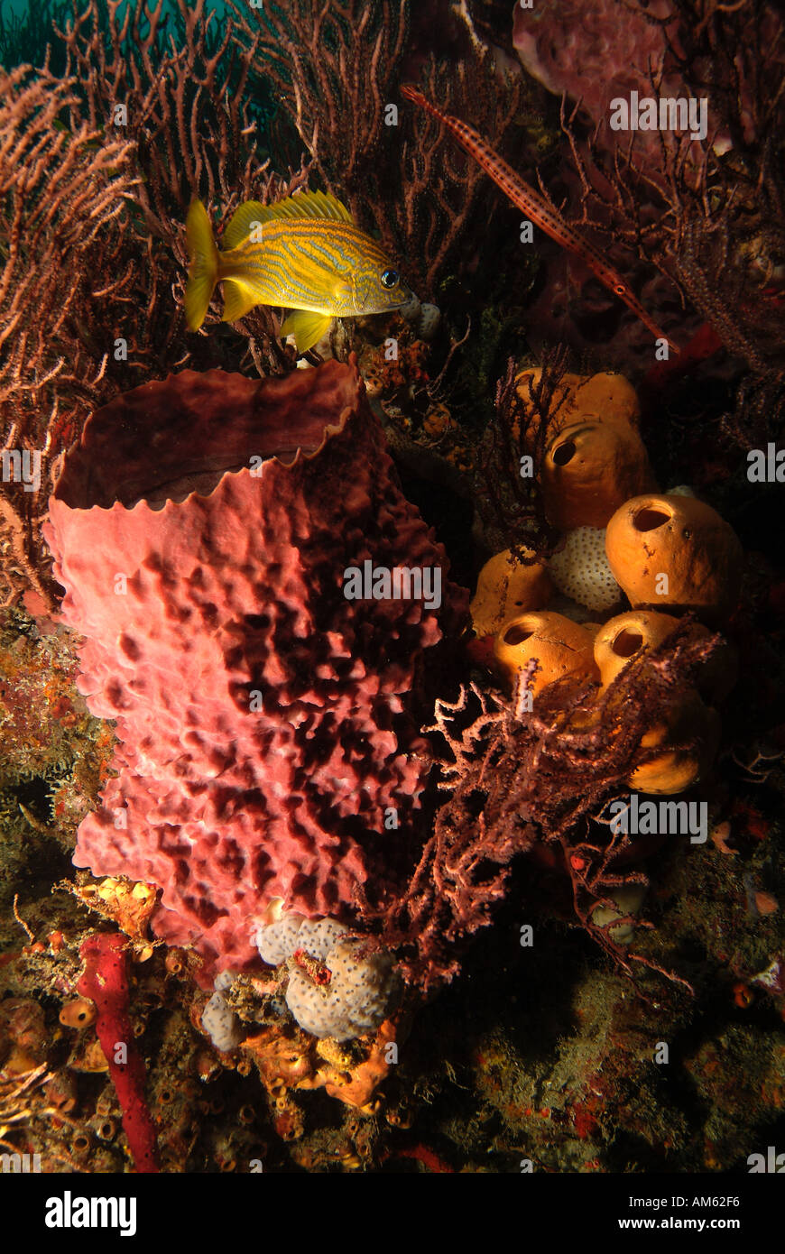 Giant barrel sponge, Atlantic Ocean, off Florida Stock Photo - Alamy