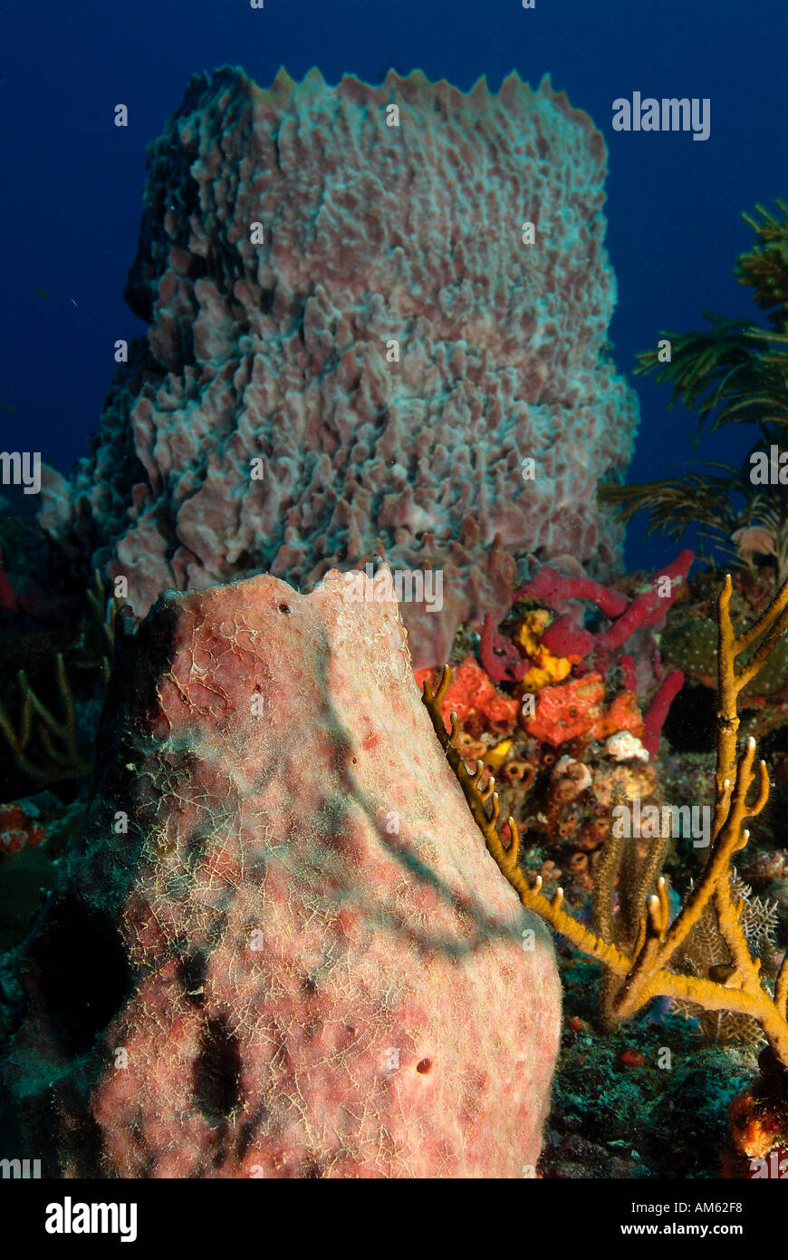 Giant barrel sponge, Atlantic Ocean, off Florida Stock Photo - Alamy
