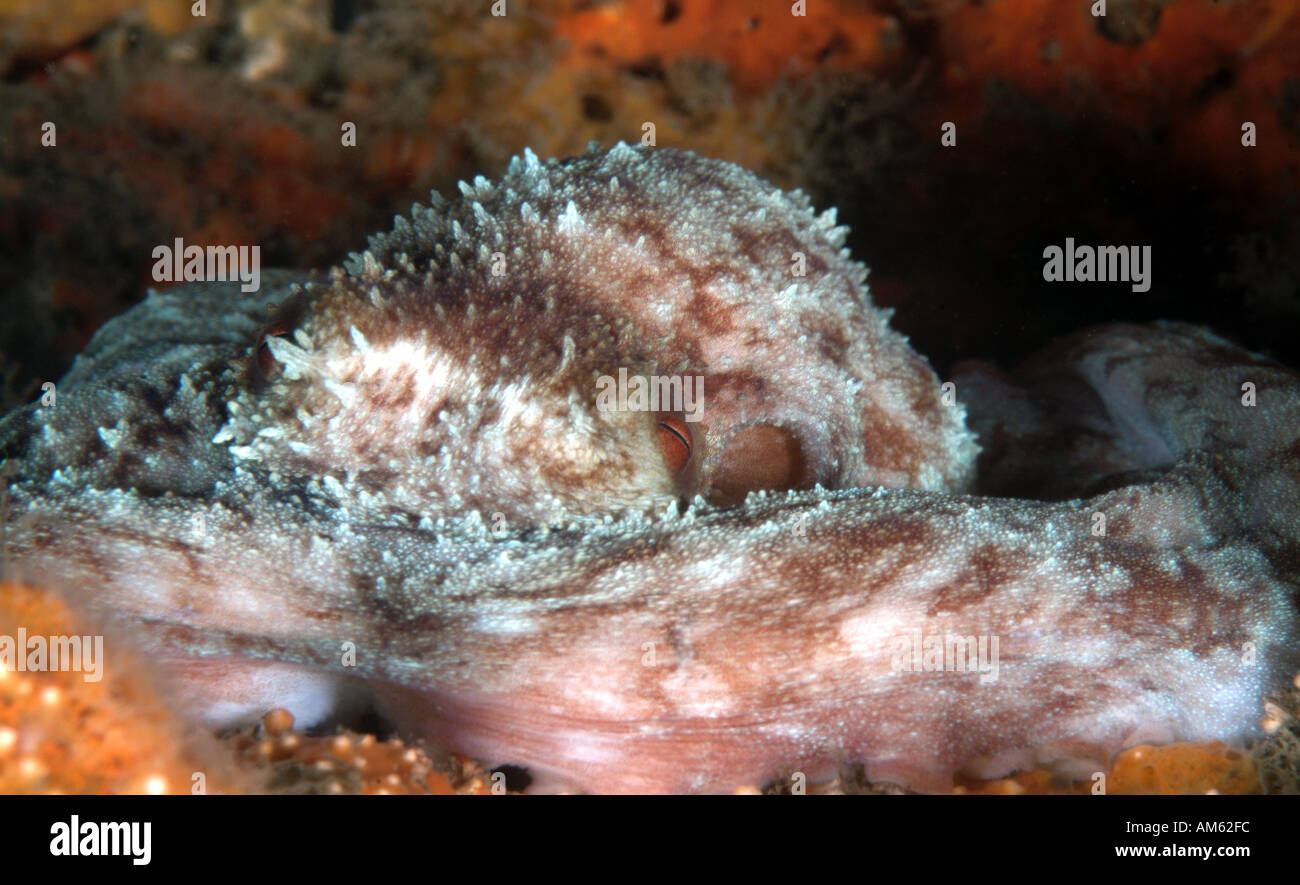 Common octopus, Atlantic Ocean, off Florida Stock Photo - Alamy