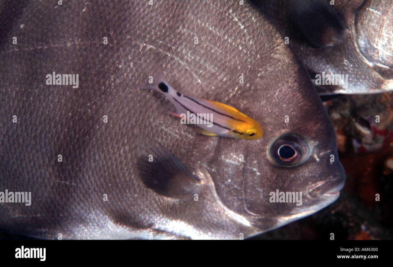 Atlantic Spade Fish High Resolution Stock Photography and Images - Alamy