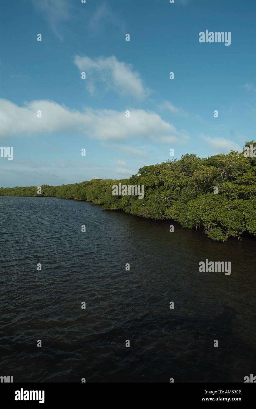 Atlantic ocean water mangrove hi-res stock photography and images - Alamy
