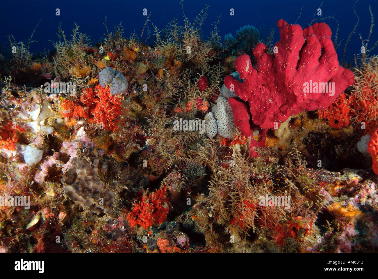 Reef covered with sponges, Atlantic Ocean, off Florida Stock Photo - Alamy