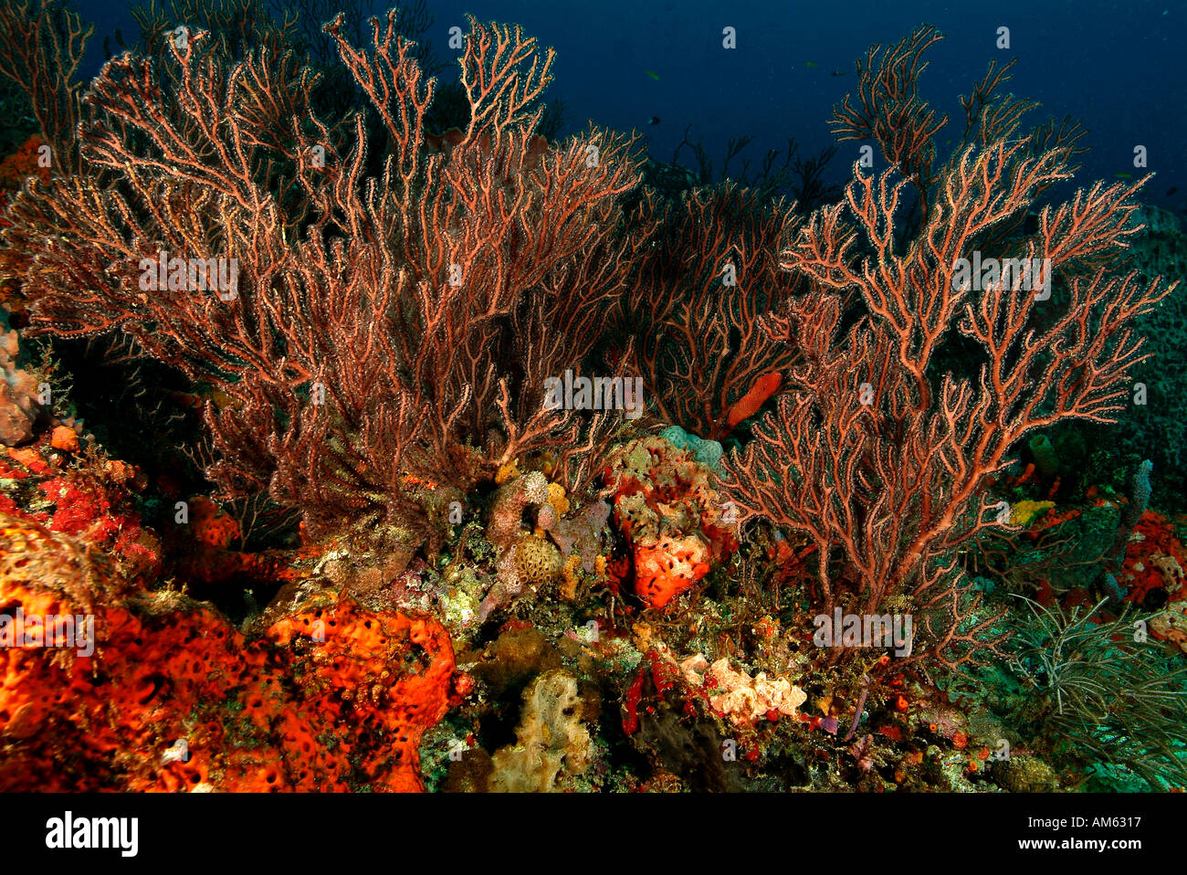 Field of gorgonias, Atlantic Ocean, off Florida Stock Photo - Alamy