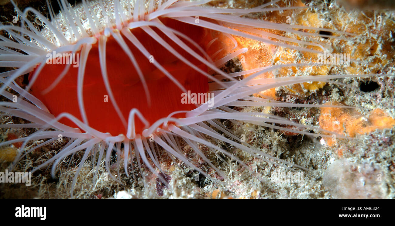 Fileclam hi-res stock photography and images - Alamy