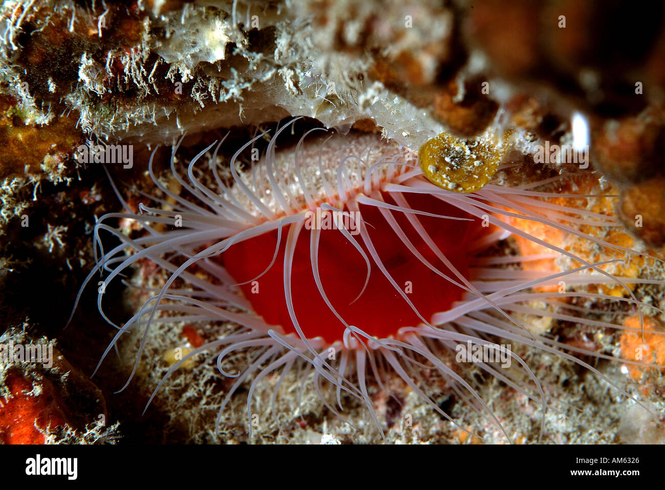 Fileclam hi-res stock photography and images - Alamy