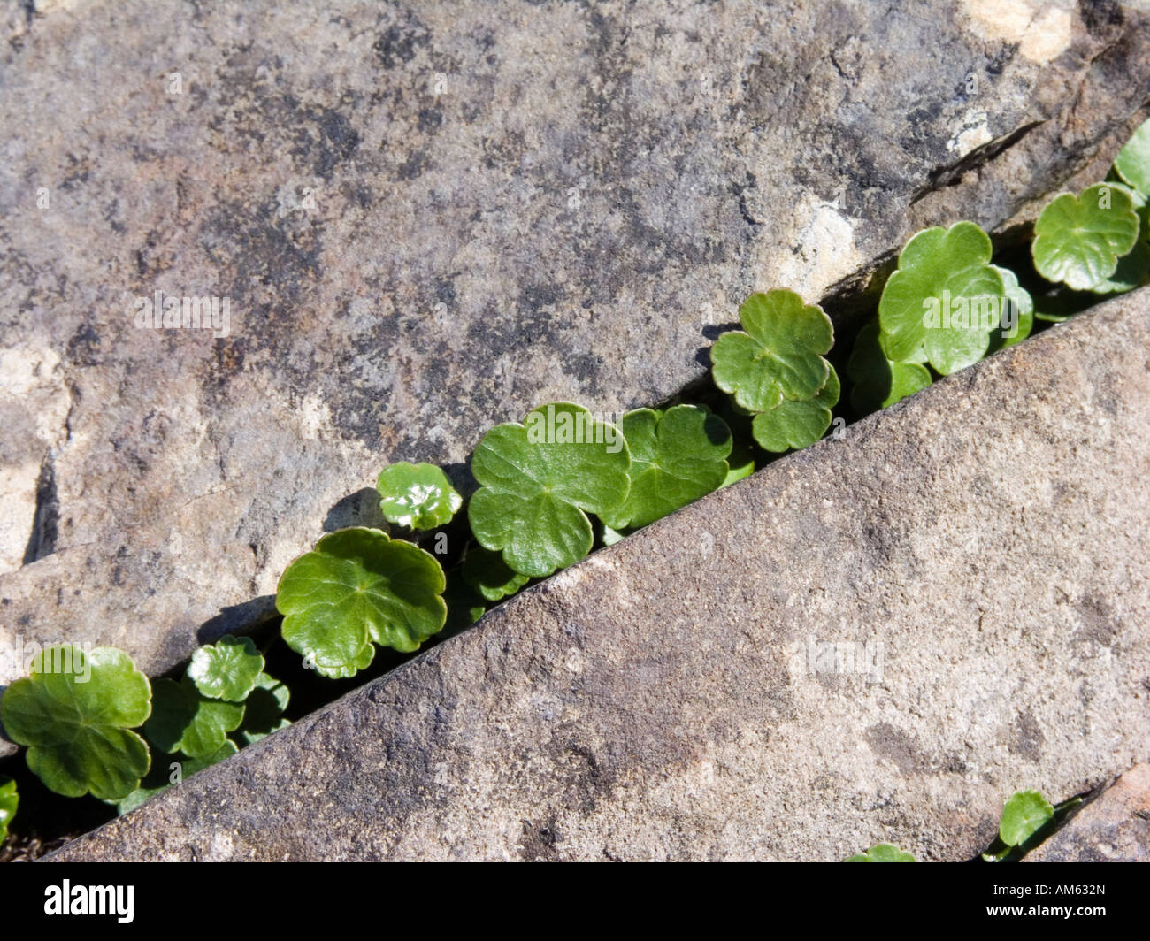 Leaves growing in a cleft in the rock, Dumfries and Galloway, Scotland ...