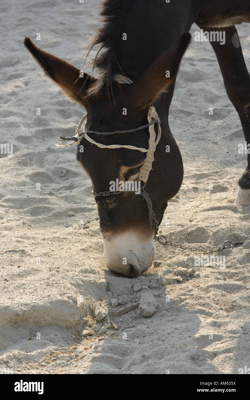 Donkey cruelty hi-res stock photography and images - Alamy
