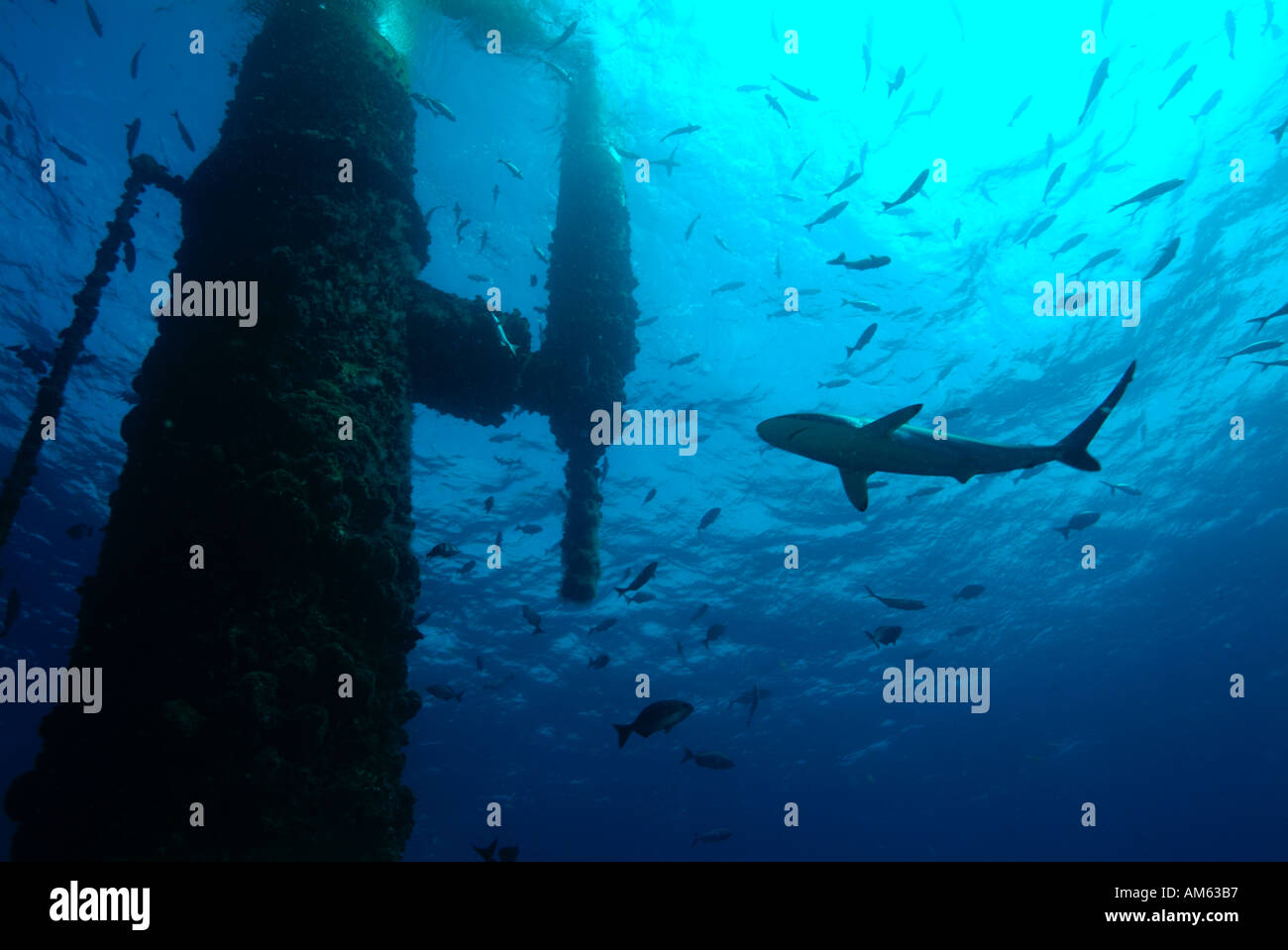 Shark Legs High Resolution Stock Photography and Images - Alamy