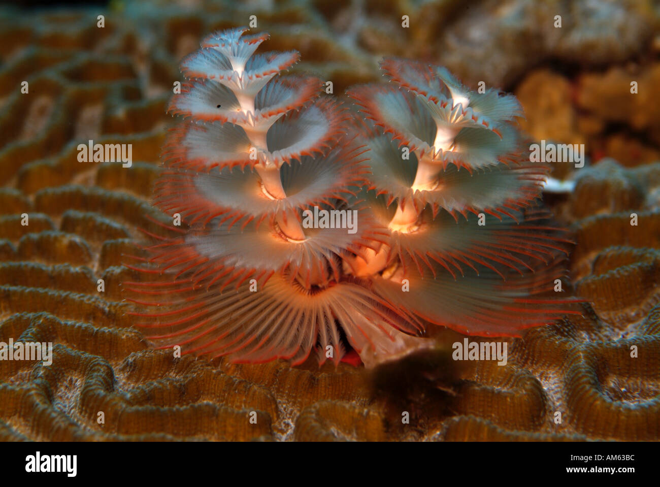 Christmas tree worm growing on coral in Gulf of Mexico Stock Photo - Alamy
