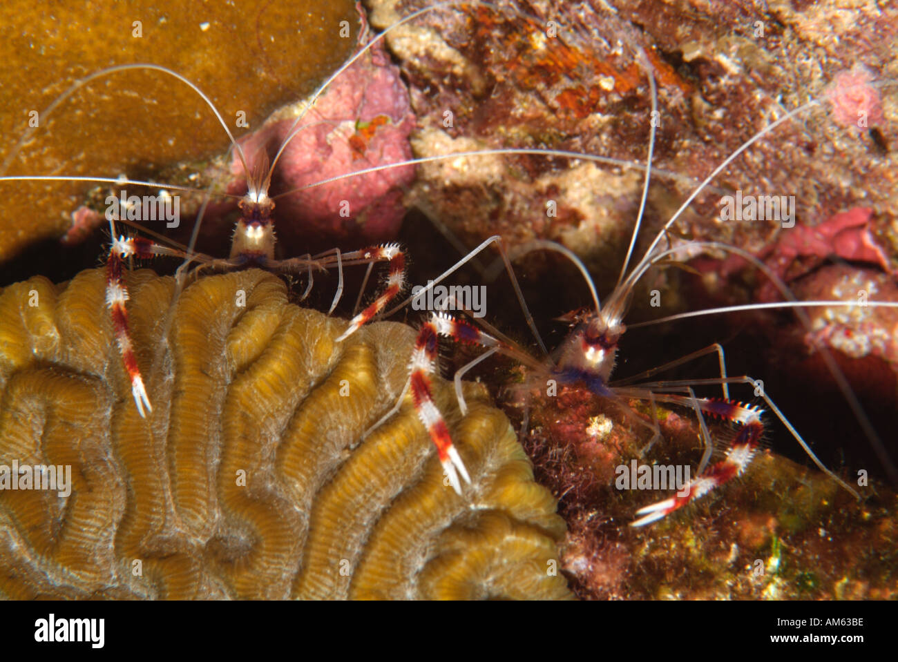 Banded coral shrimp in the Gulf of Mexico, off Texas Stock Photo - Alamy