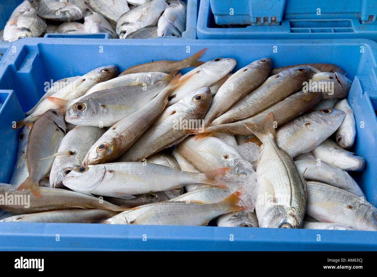 Seafishes hi-res stock photography and images - Alamy