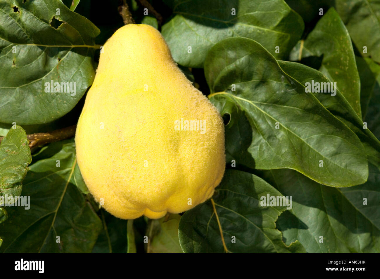 Quinces detail hi-res stock photography and images - Alamy