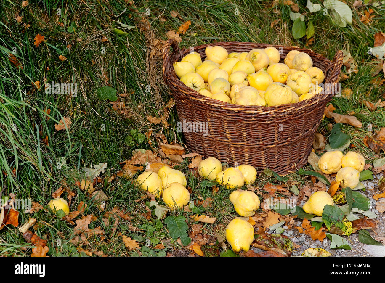 Many quinces hi-res stock photography and images - Alamy