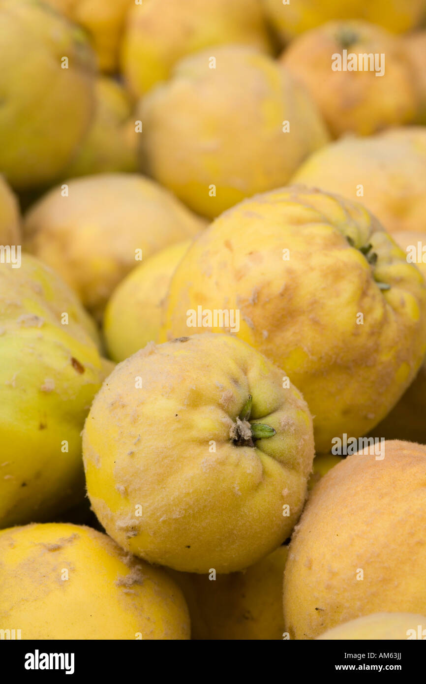 Many quinces hi-res stock photography and images - Alamy