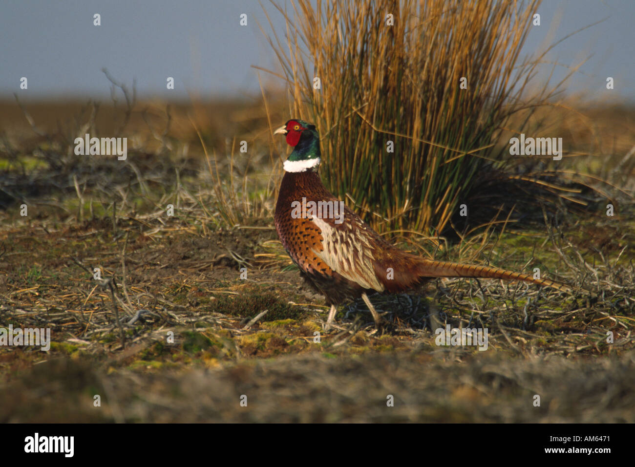 Male pheasant display hi-res stock photography and images - Alamy
