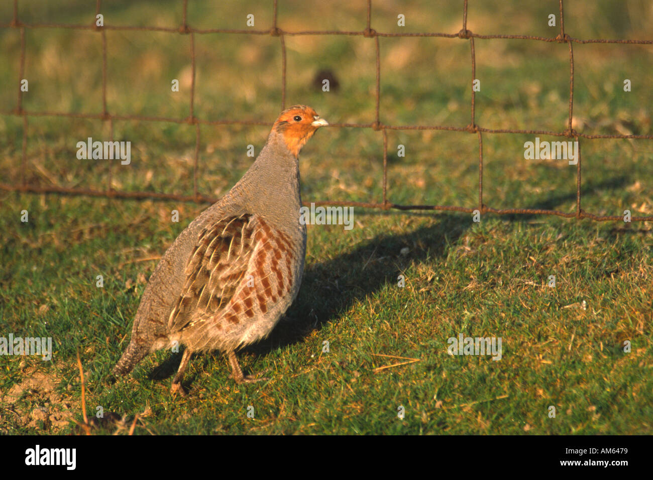 Uk grey partridge grass hi-res stock photography and images - Alamy