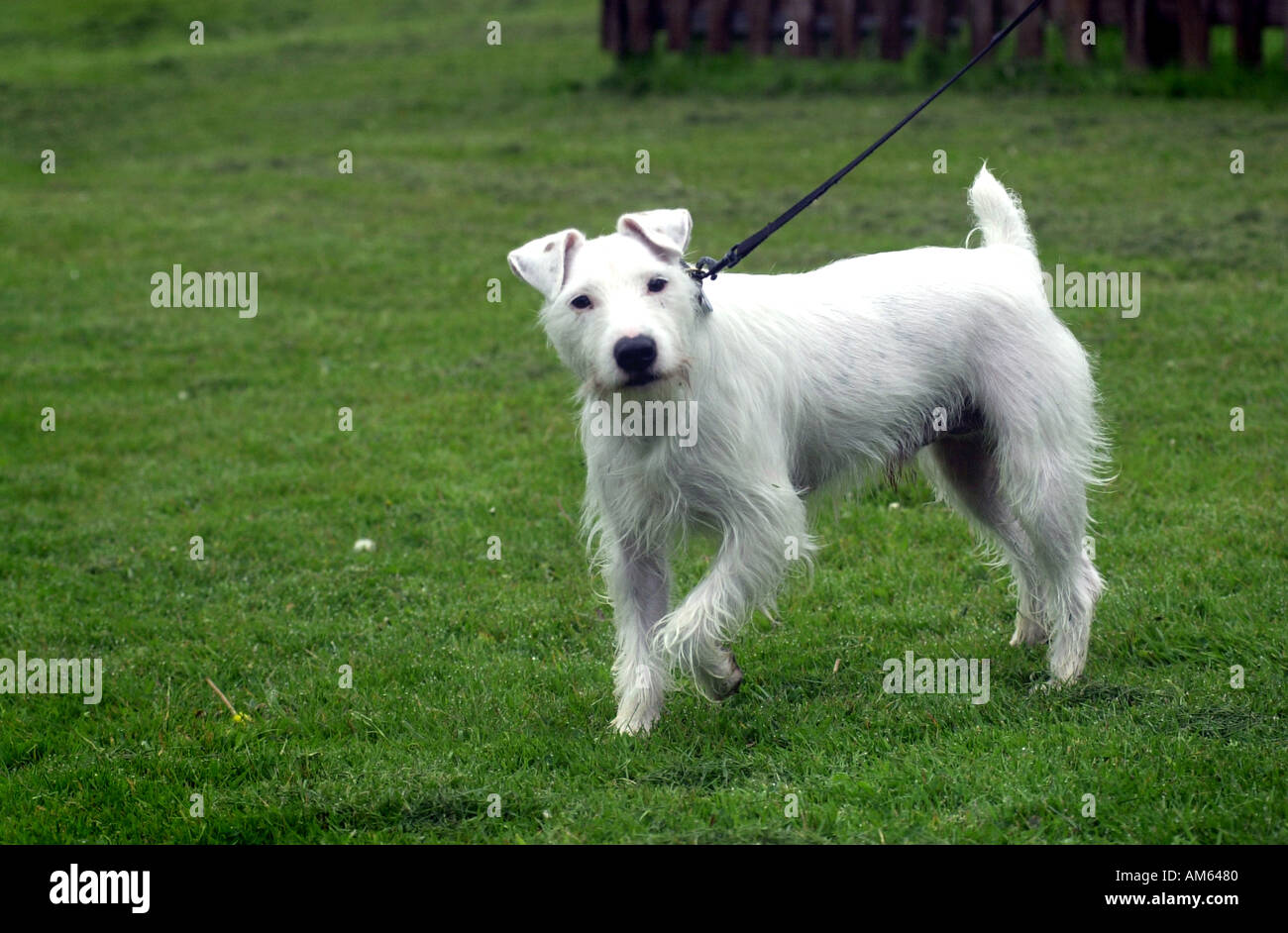 Look up european dog hi-res stock photography and images - Alamy
