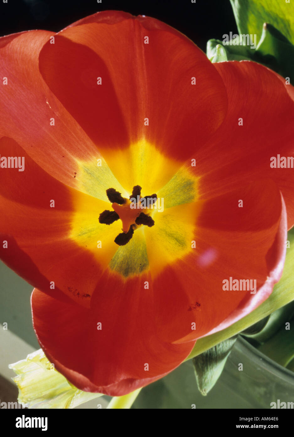 Red Tulip 1 Stock Photo - Alamy